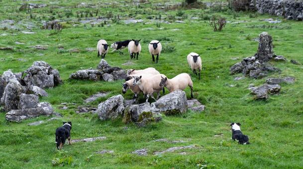 The Burren. Turismo sostenible por el rincón más sorprendente de ...