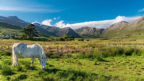 The Connemara pony: Ireland’s native breed | Ireland.com